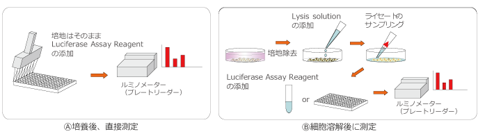 Emerald Luc Luciferase Assay Reagent Neo - 製品情報 | バイオ事業総括部/バイオプロダクト営業部